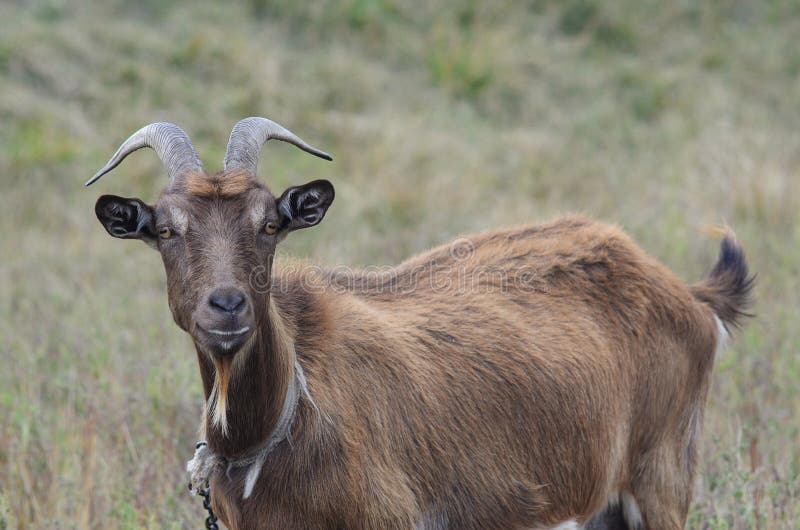 Capra Con Una Barba Ed I Corni Lunghi, Foto Del Ritratto Immagine Stock ...