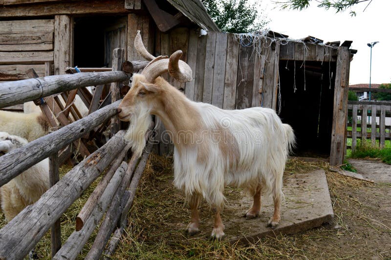 Capra con i grandi corni immagine stock. Immagine di background - 55457681