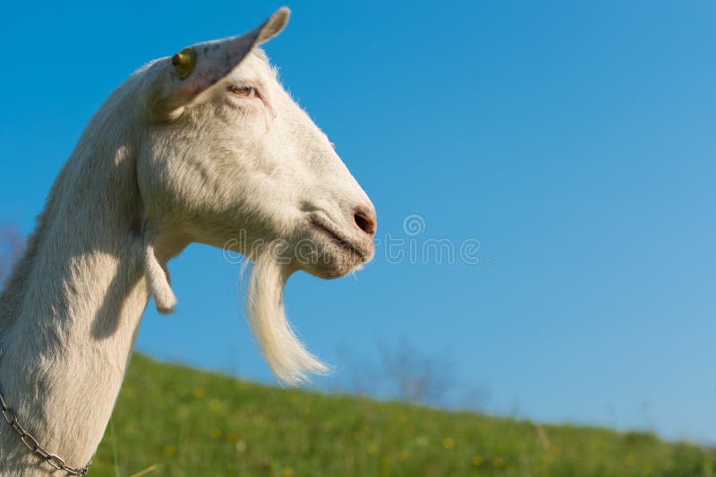 Capra con la barba fotografia stock. Immagine di latte - 46217438