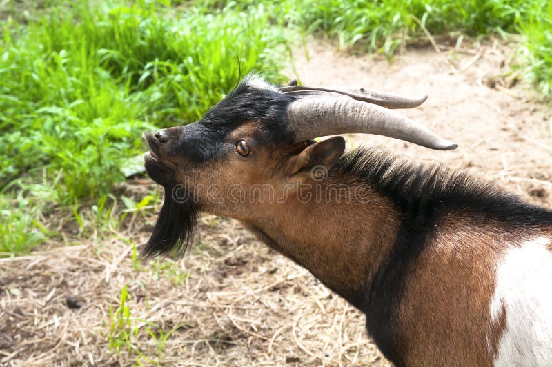 Capra con la barba nera fotografia stock. Immagine di barba - 43882740