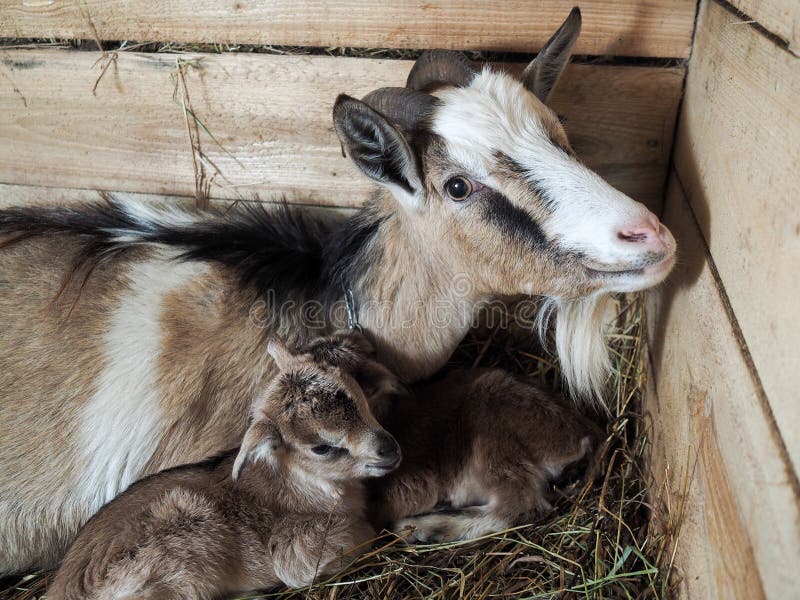 Capra Con Un Cucciolo Neonato Fotografia Stock - Immagine di ...