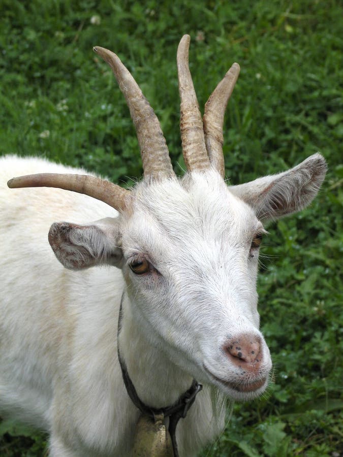 Capra con quattro corna immagine stock. Immagine di capra - 24989