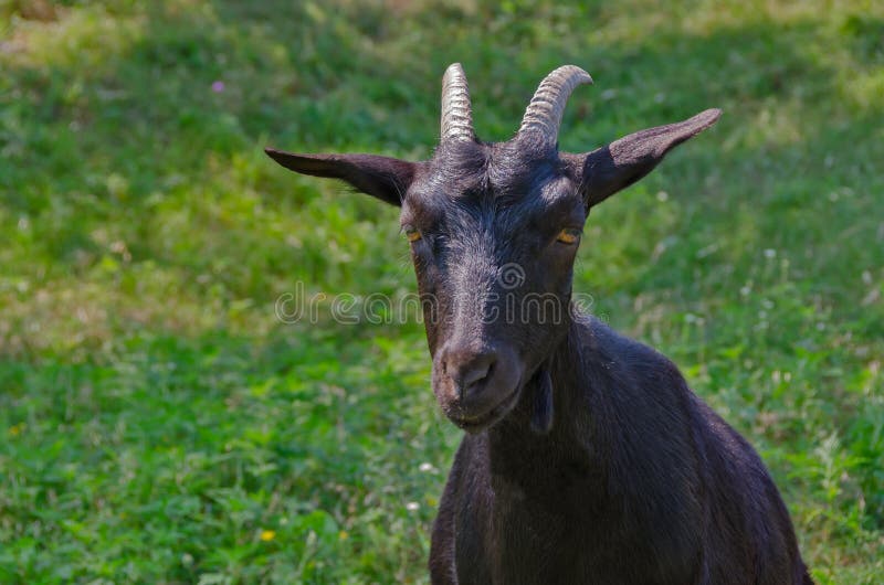 Capra cornuta e nera immagine stock. Immagine di sguardi - 62406835