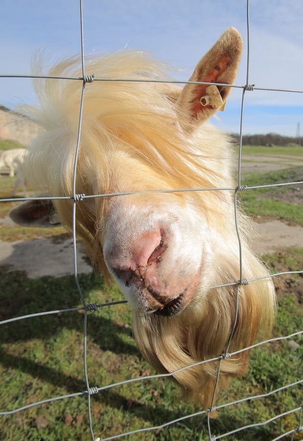 Capra Che Attacca Lingua Fuori Fotografia Stock - Immagine di bestiame ...