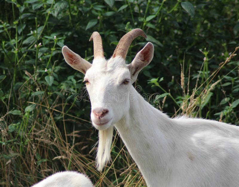 Capra da latte bianca fotografia stock. Immagine di femmina - 97592204