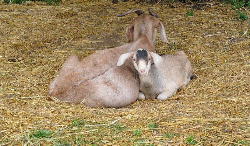 Snuggling Della Capra E Del Maiale Fotografia Stock - Immagine di ...