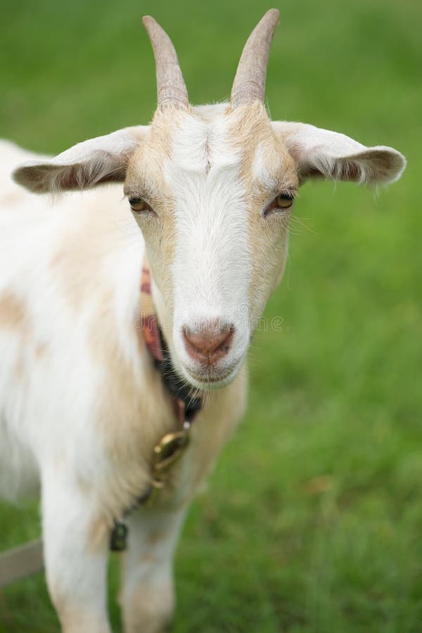 Capra domestica fotografia stock. Immagine di addomesticato - 19142574