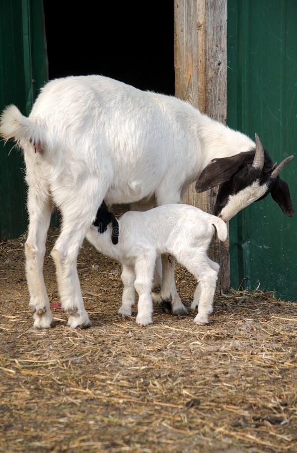 Capra Della Madre Che Alimenta Nuovo Bambino Fotografia Stock ...