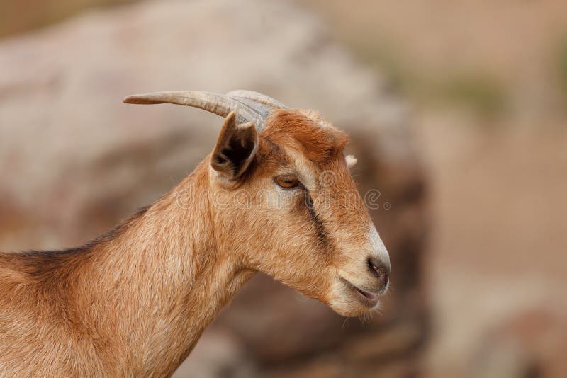 Capra Di Brown Nella Campagna Immagine Stock - Immagine di fauna ...