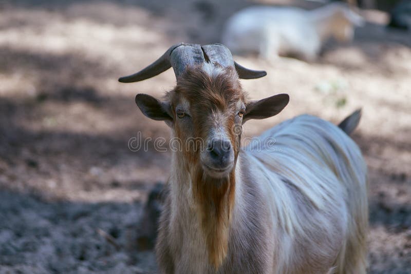 Capra Di Extured Con Una Barba Marrone E Grigia Lunga Ed I Corni Lunghi ...