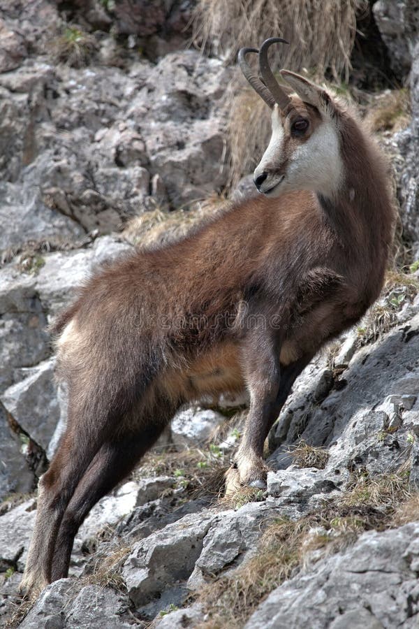 Capra Di Montagna in Habitat Naturale Immagine Stock - Immagine di ...