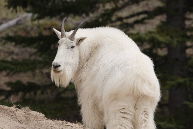 Capra di montagna. immagine stock. Immagine di ascensione - 3812577