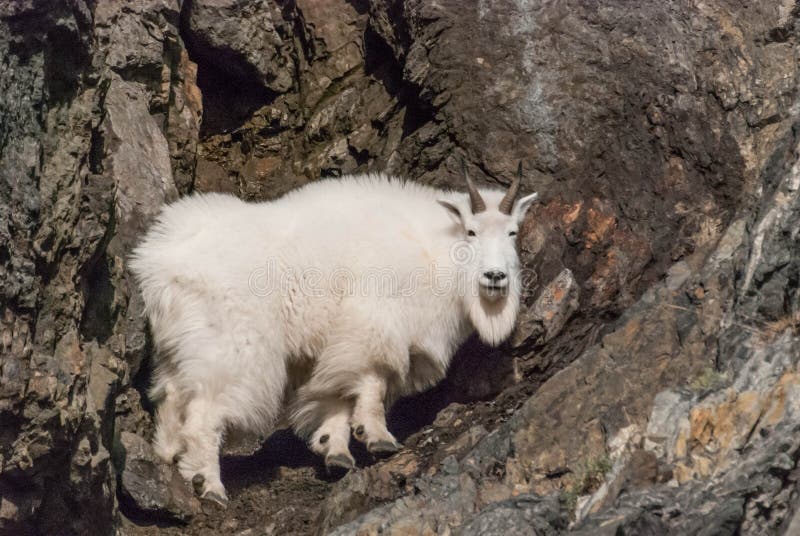 Le Capre Di Montagna Emergono Dagli Alberi in Un Prato Nel Parco ...
