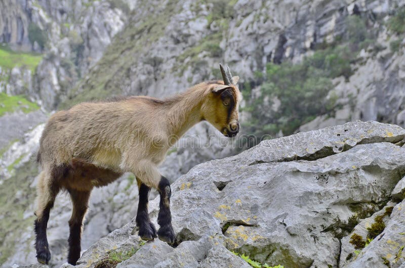 Capra di montagna immagine stock. Immagine di alpi, socievole - 95141001