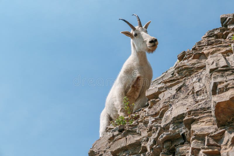 Capra Di Montagna in Glacier National Park Fotografia Stock - Immagine ...