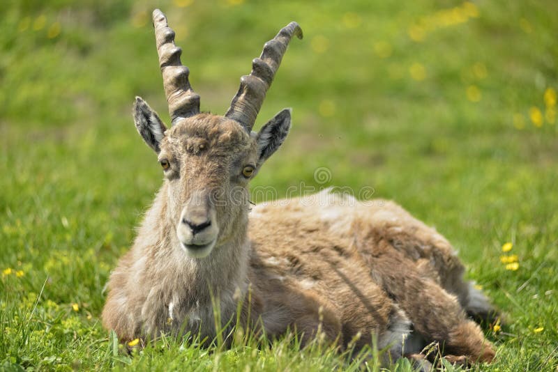 Capra Di Montagna Ibex Niederhorn Switzerland Immagine Stock - Immagine ...