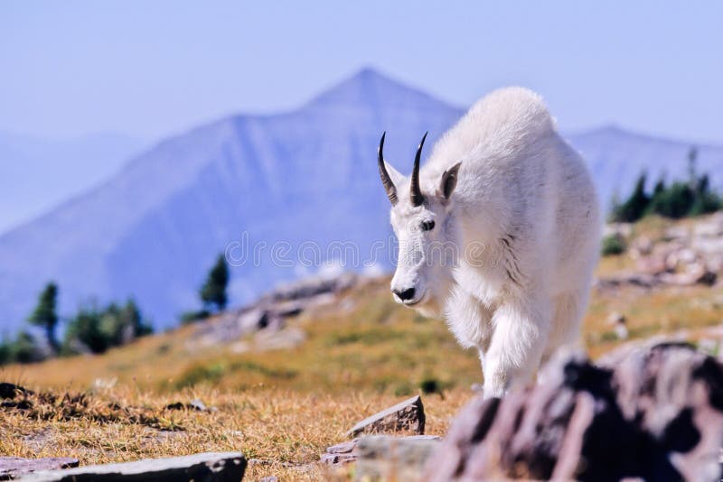 Capra Di Montagna, Oreamnos Americanus Fotografia Stock - Immagine di ...