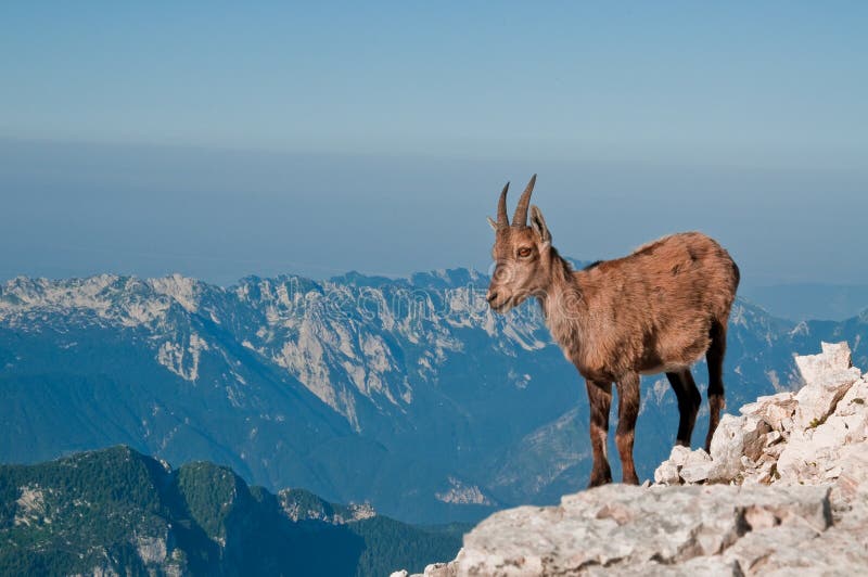 Capra Di Roccia Sulla Parte Superiore Della Montagna Fotografia Stock ...