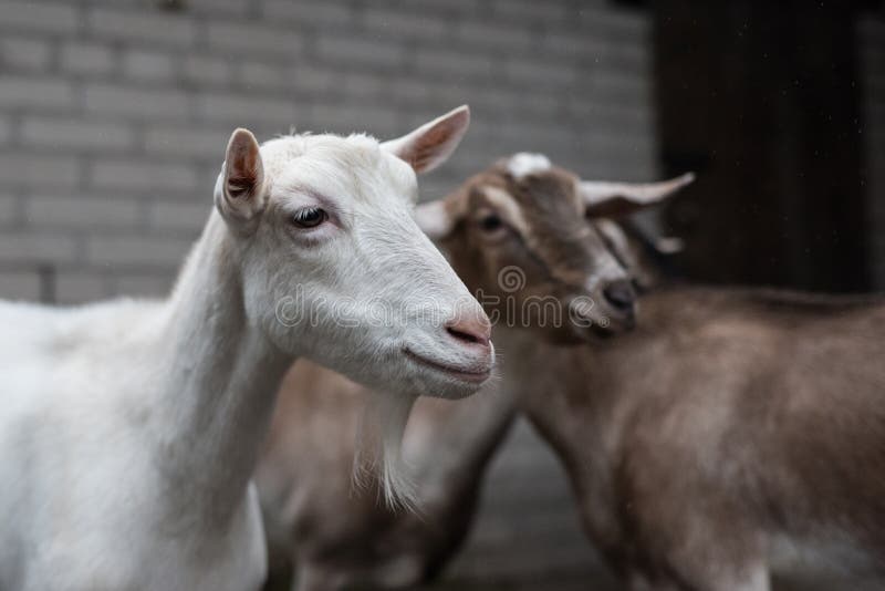 Ritratto Di Una Capra Marrone Simile a Pelliccia Sveglia Con Le ...