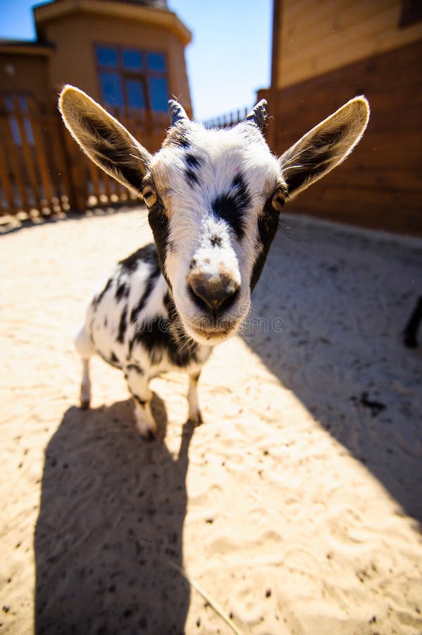 12,456 Capra Divertente Foto - Foto Stock Gratis e Royalty-Free da ...