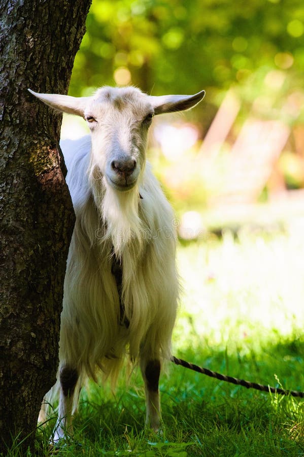 12,699 Capra Divertente Foto - Foto Stock Gratis e Royalty-Free da ...