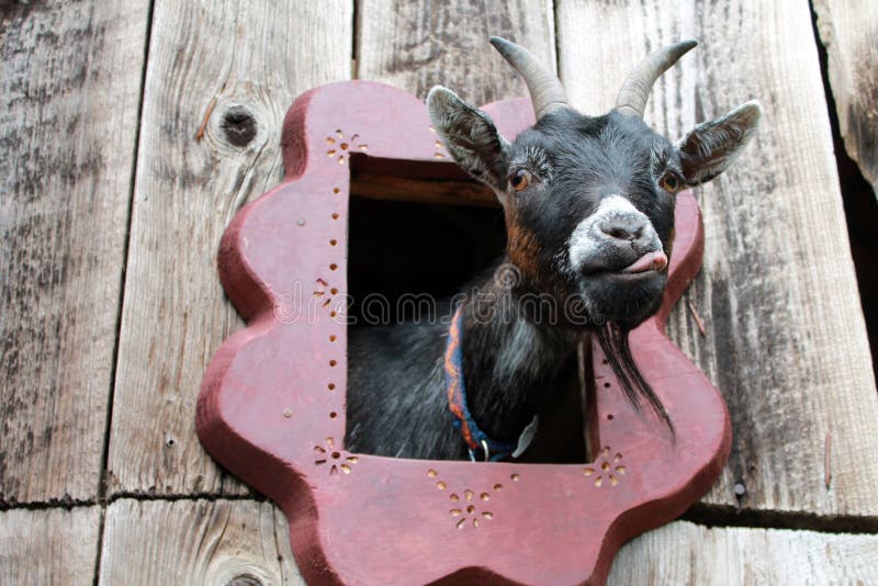 19,291 Capra Divertente Foto stock - Foto stock gratuite e royalty free ...