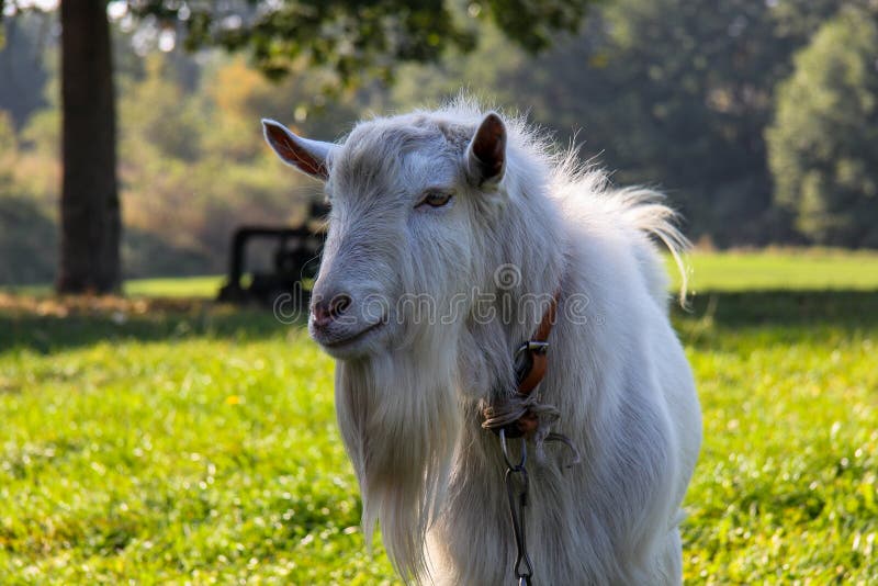 Razza Domestica Di Capra Di Boer Africa, Pigmea Agricoltura Di Un ...
