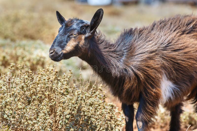 Capra domestica immagine stock. Immagine di marrone, curiosità - 76296363