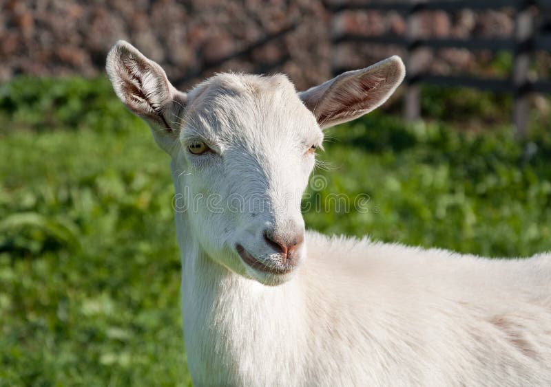 Capra domestica immagine stock. Immagine di testa, montagna - 41528213
