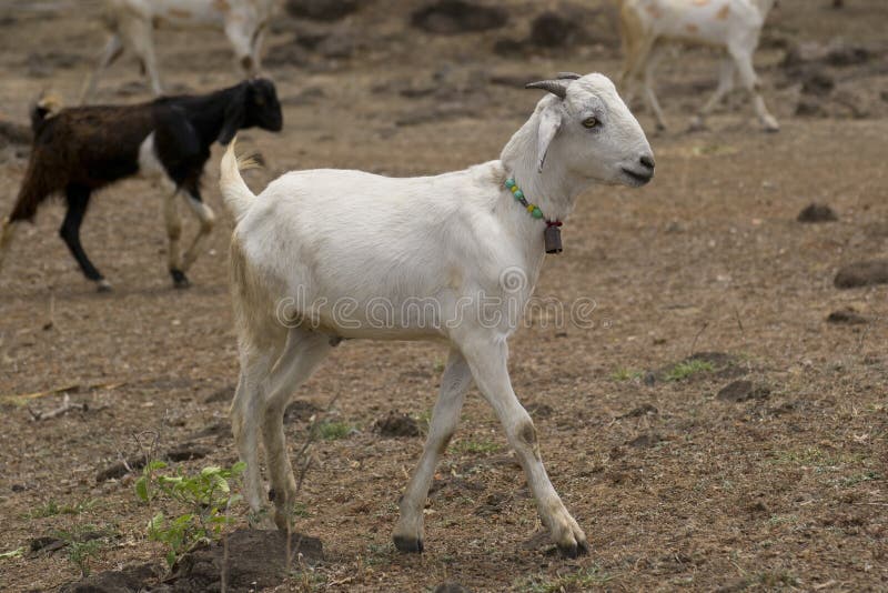 Capra domestica bianca immagine stock. Immagine di sebbene - 41987027