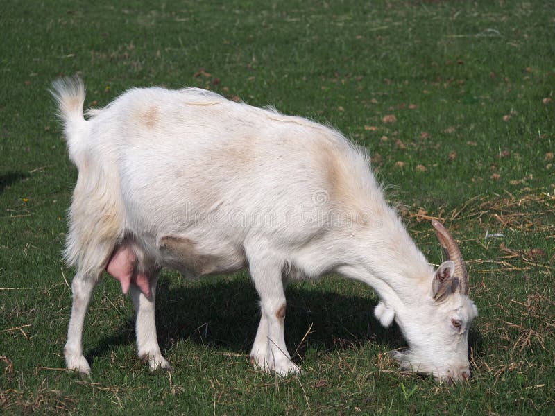 Capra domestica due immagine stock. Immagine di prato - 40156337