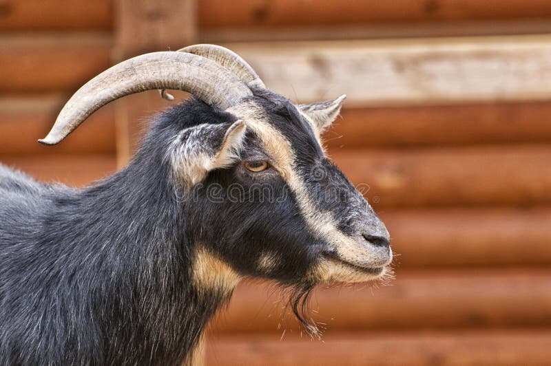 Capra Domestica - Hircus Di Aegagrus Della Capra Fotografia Stock ...