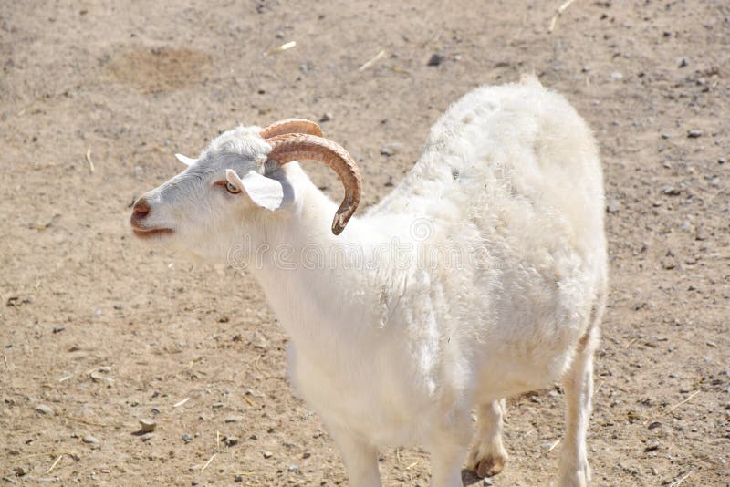 Capra Hircus Sun photo stock. Image of klaxons, beauté - 146907220