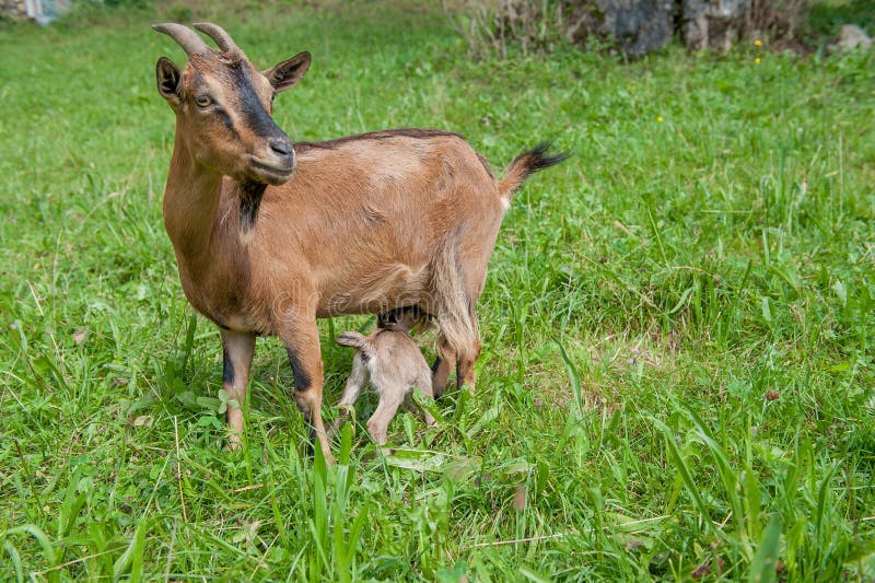 Capra fotografia stock. Immagine di cucciolo, alpi, animale - 106639626
