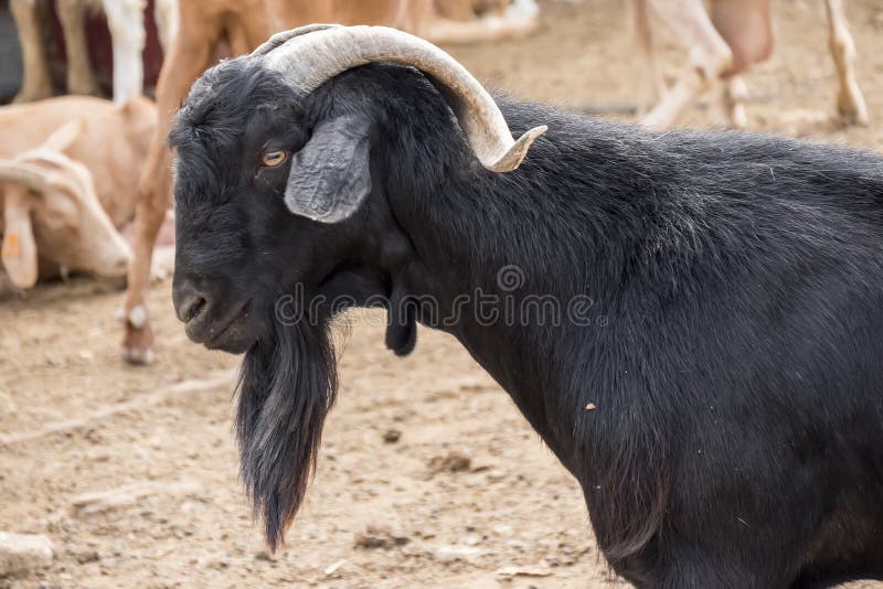 Capra maschio nera immagine stock. Immagine di allevamento - 57869771