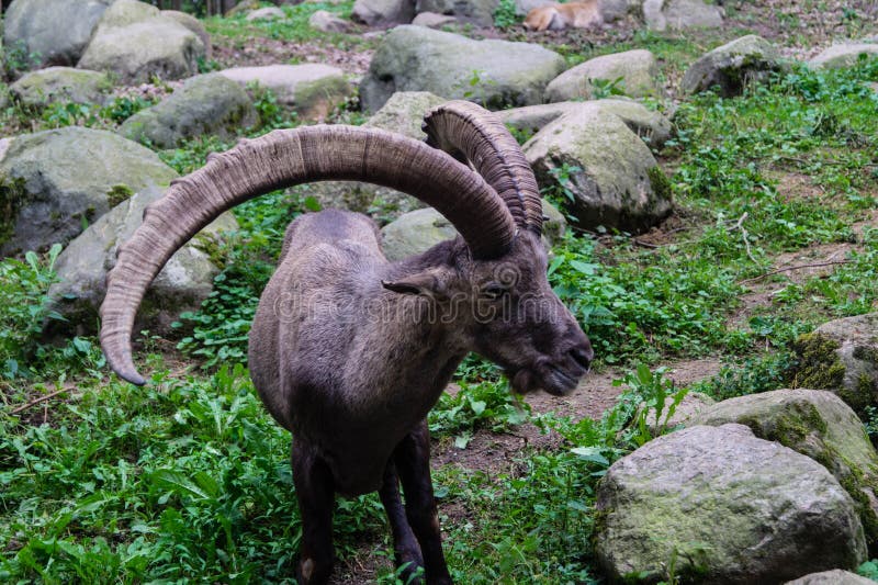 Capra in the mountains stock image. Image of long, ibex - 171986883