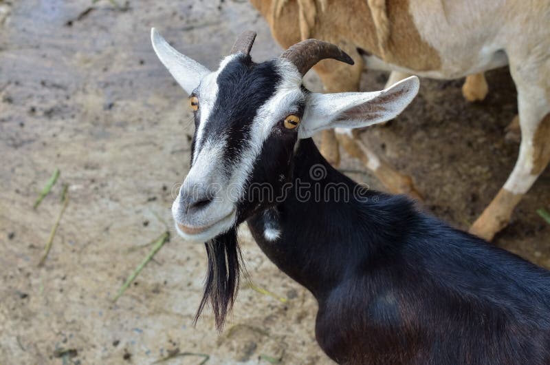 Capra Negli Animali Da Allevamento Immagine Stock - Immagine di sorriso ...