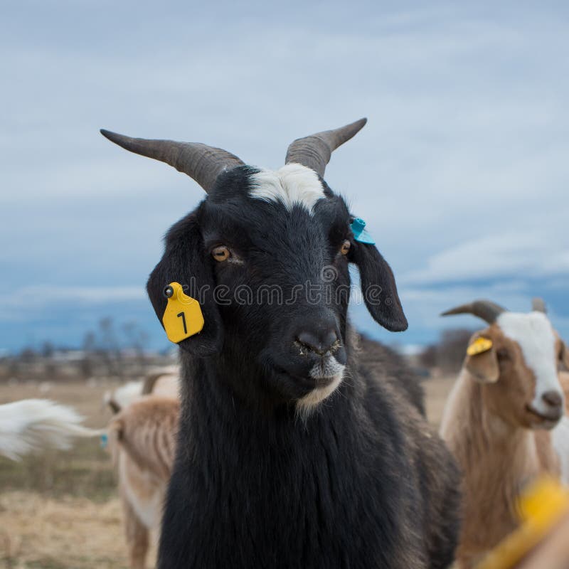 immagini di riserva di Capra Nera - la sovranità di download 1,831 ...