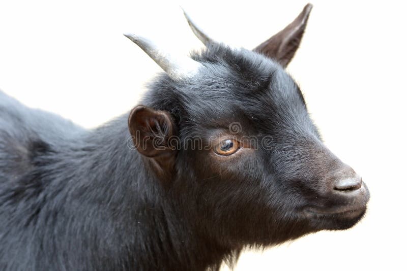 31,934 Capra Nera Foto stock - Foto stock gratuite e royalty free da ...