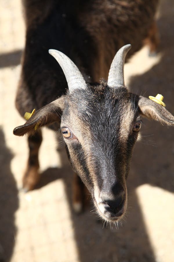 Capra nera immagine stock. Immagine di sorriso, podere - 27883501