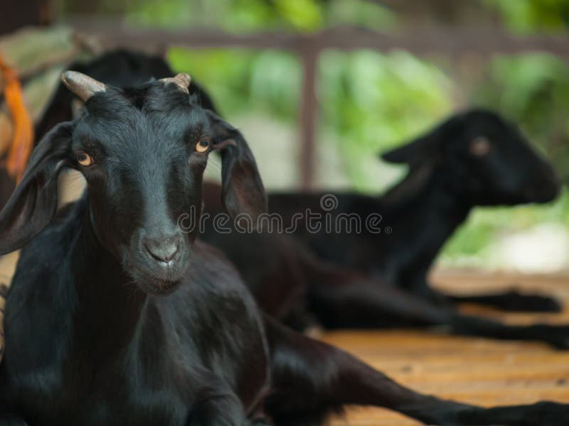 Capra cornuta e nera immagine stock. Immagine di sguardi - 62406835