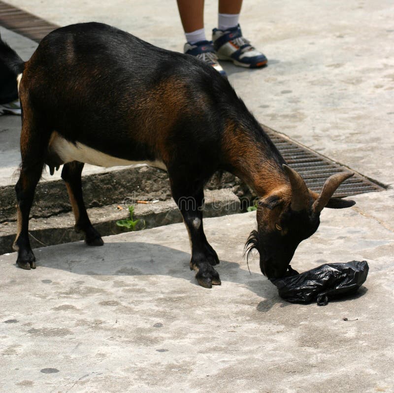 Capra nera immagine stock. Immagine di animale, cornuto - 4164875