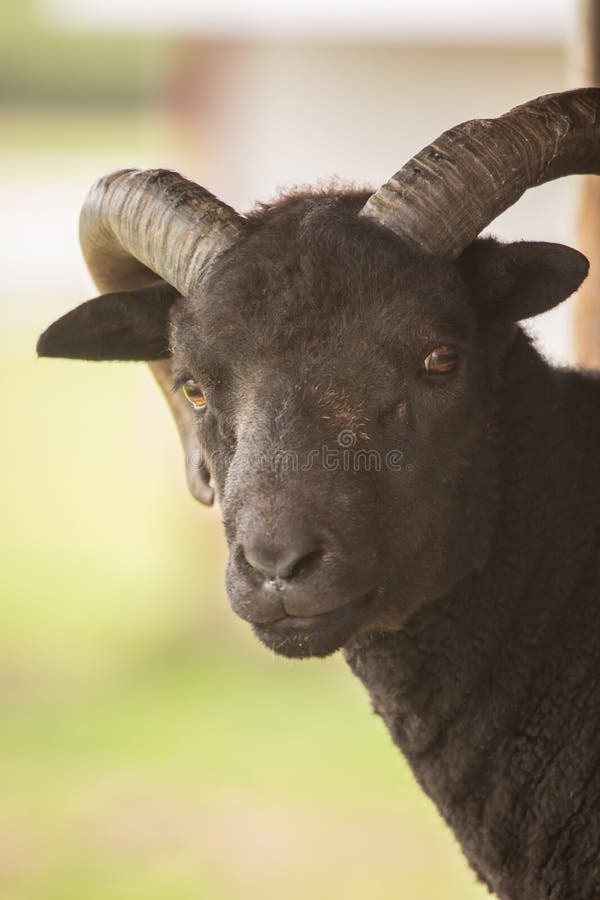 Capra nera fotografia stock. Immagine di bestiame, curioso - 43116388