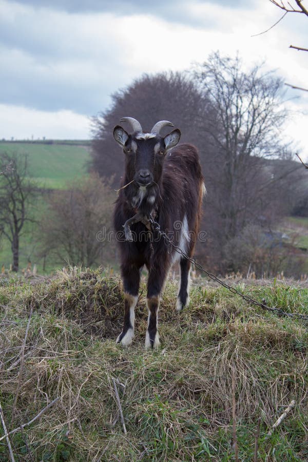 Giovane Capra Nera Con Una Barba Immagine Stock - Immagine di liscio ...
