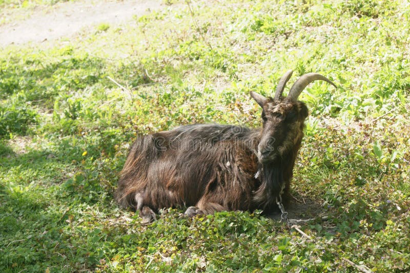 Capra Nera Su Erba Verde Capra Con I Corni Fotografia Stock - Immagine ...