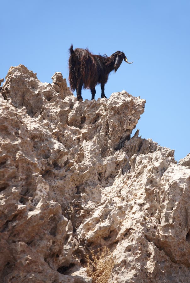 Capra Nera in Una Roccia Crete La Grecia Immagine Stock - Immagine di ...