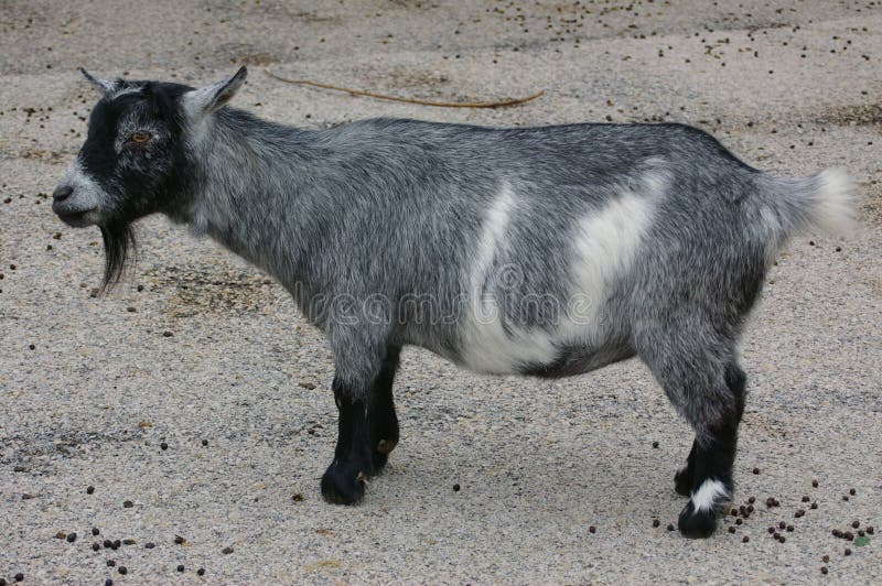 Capra Pigmea In Bianco E Nero