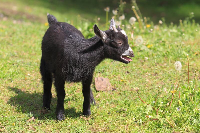 Capra pigmea immagine stock. Immagine di capra, nave - 39228749