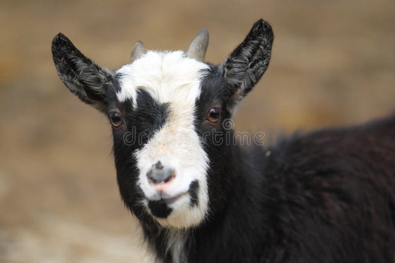 Capra pigmea fotografia stock. Immagine di nazionale - 29137268