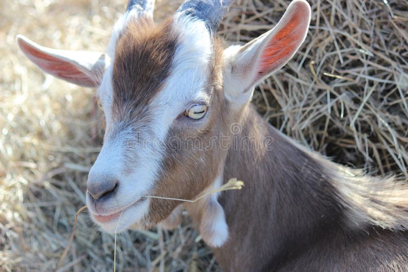 Una Capra Pigmea Che Osserva Verso La Macchina Fotografica Fotografia ...
